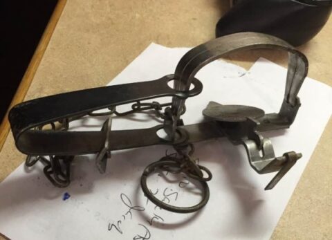 $100 fine for roaming cats in Canadian city | Cat Containment Systems