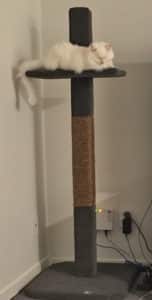 Cat Climbing Post, 1.5m Compact, Made in NZ | CATFENCE